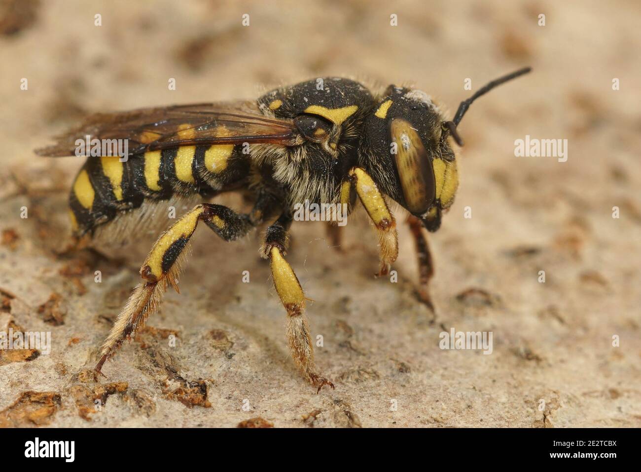 Anthidium florentinum bees hi-res stock photography and images - Alamy