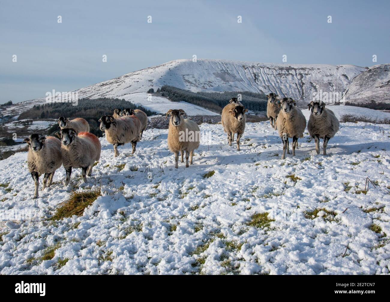 Preston, Lancashire, UK. 15th Jan, 2021. Sheep in the snow on the fells ...