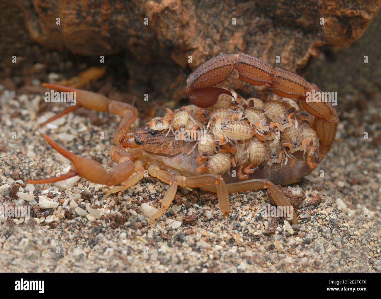 Alligator Back Scorpion, Hottentotta hottentotta with babies Stock ...