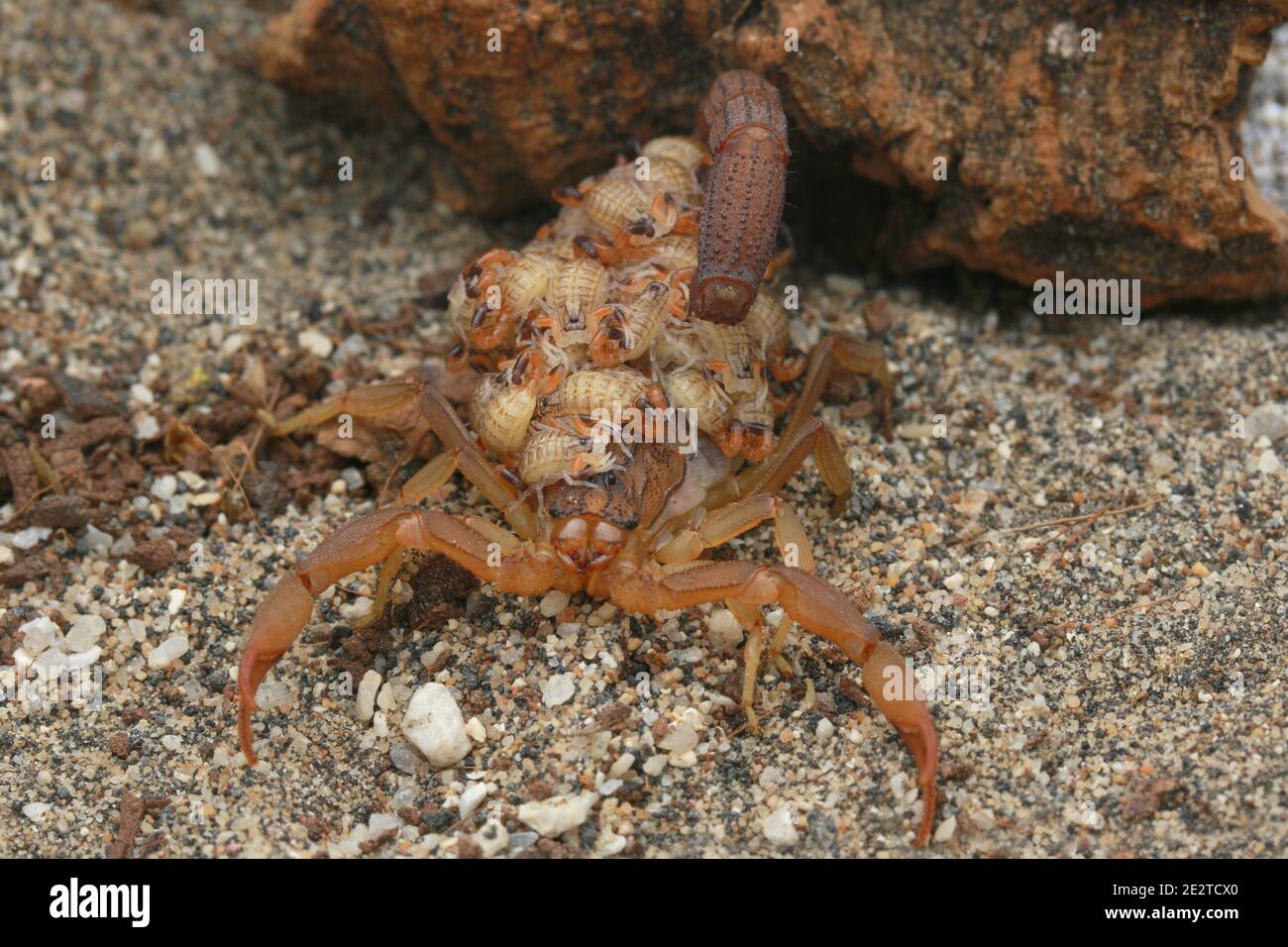 Alligator Back Scorpion, Hottentotta hottentotta with babies Stock ...