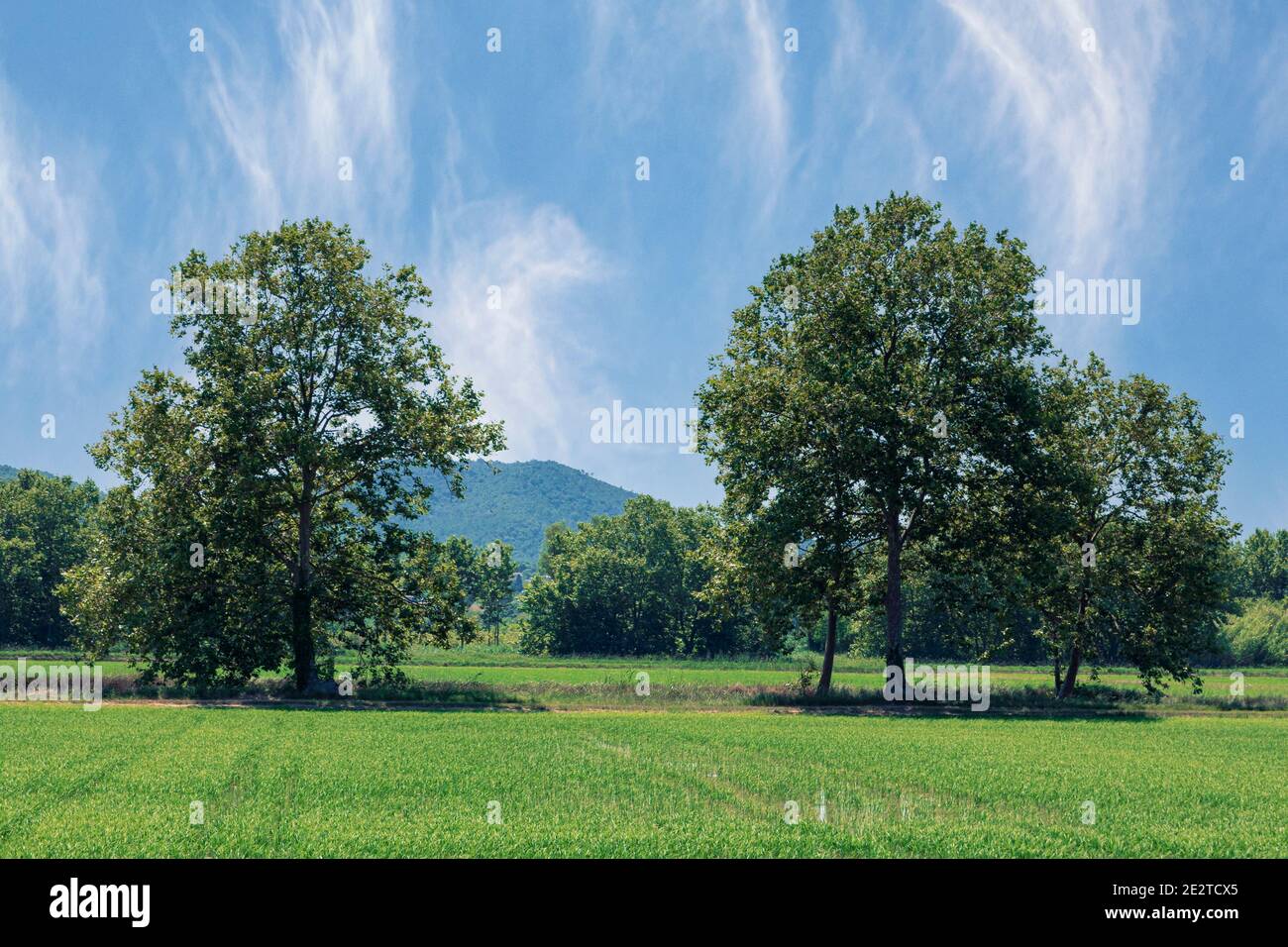 Rice paddy terrain hi-res stock photography and images - Alamy