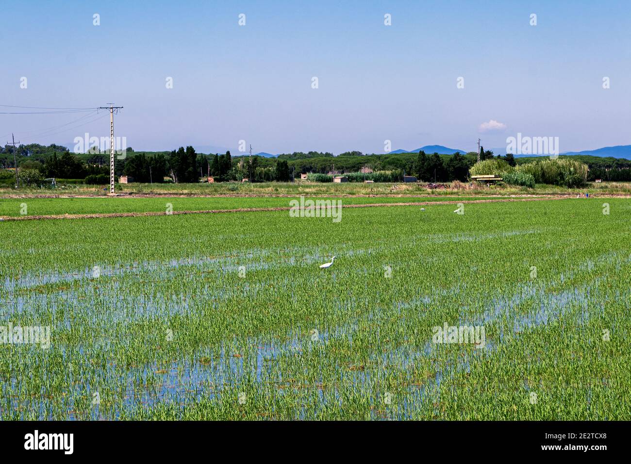 paddy of rice in the costa brava in spain Stock Photo - Alamy