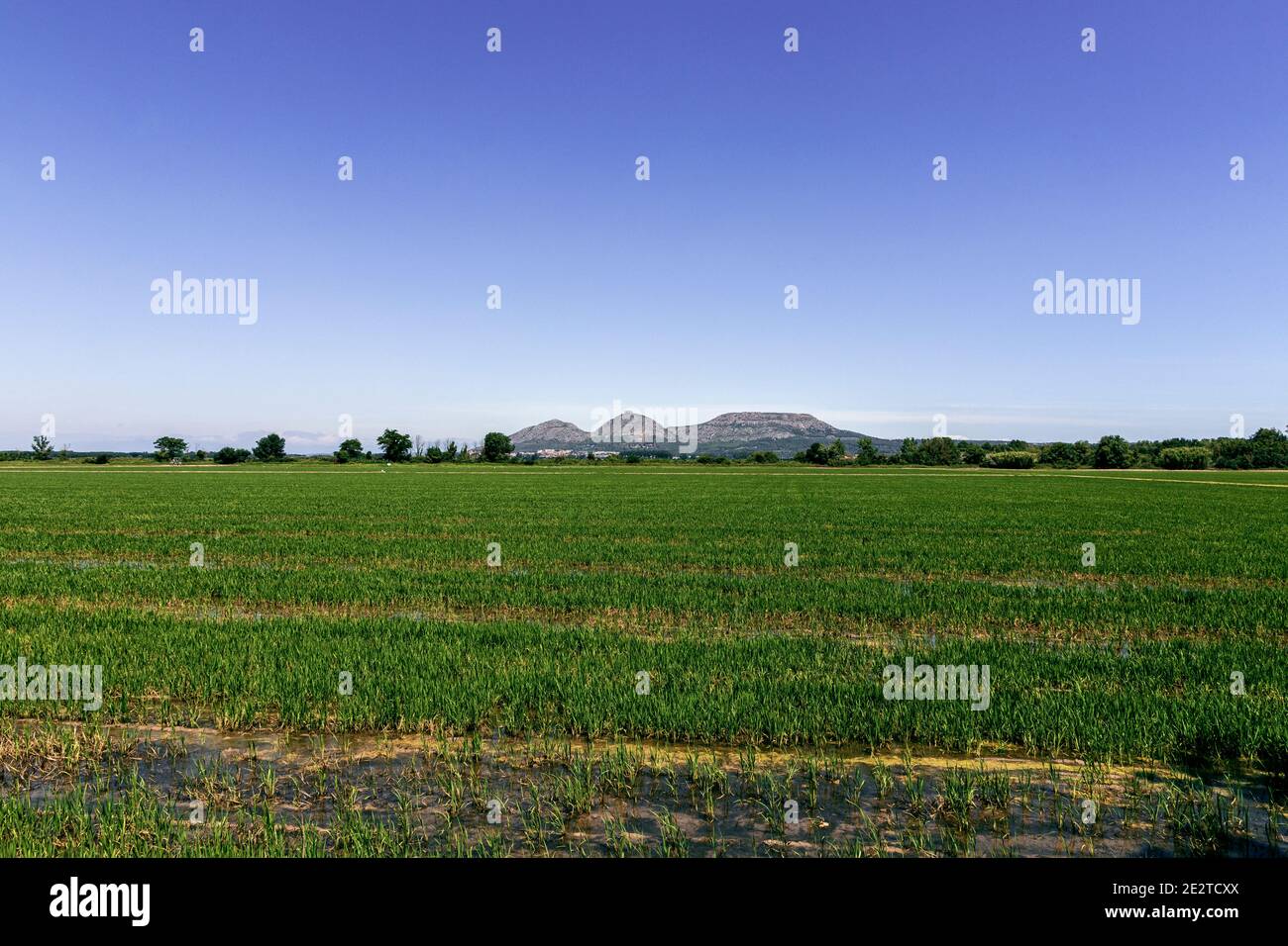 Rice paddy terrain hi-res stock photography and images - Alamy