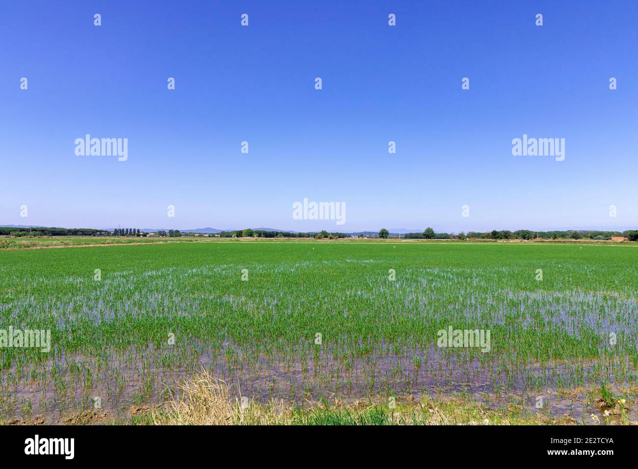 Rice paddy terrain hi-res stock photography and images - Alamy