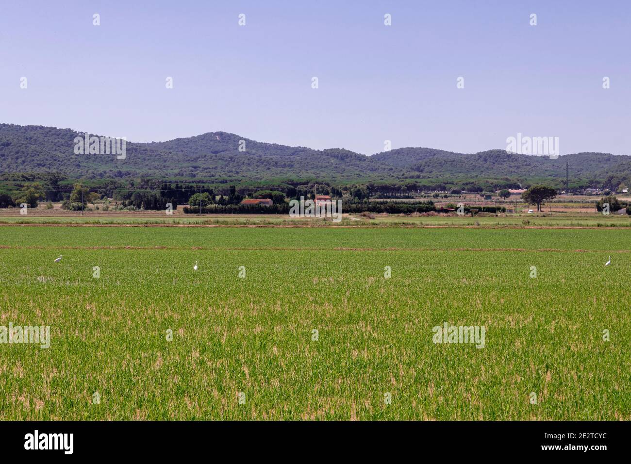 Rice paddy terrain hi-res stock photography and images - Alamy