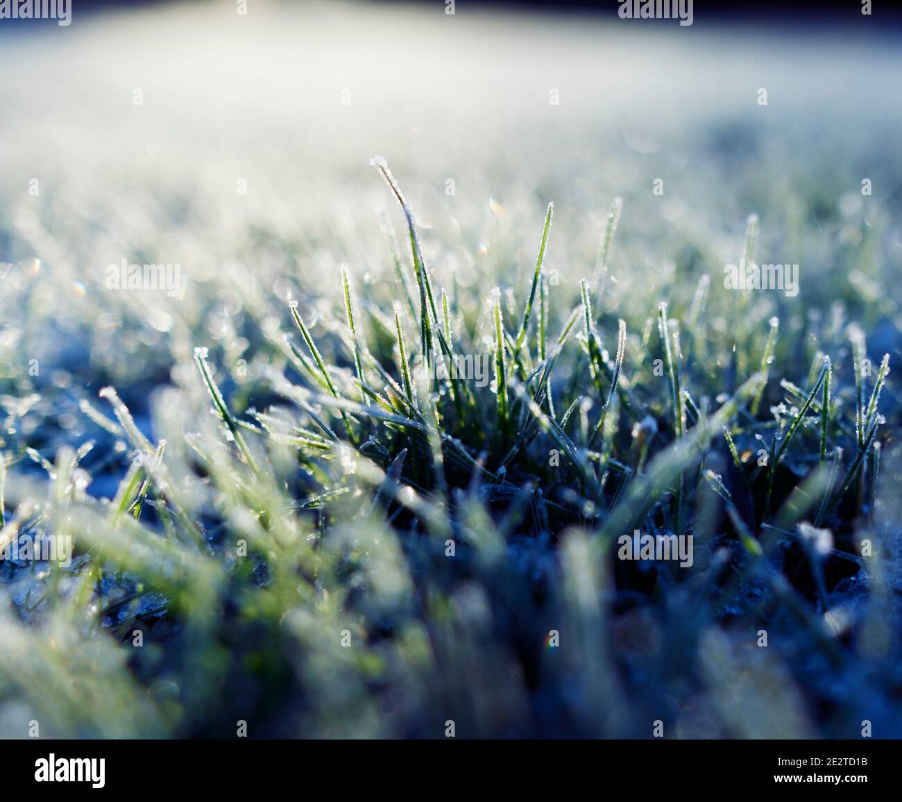 Wide grass blades hi-res stock photography and images - Alamy