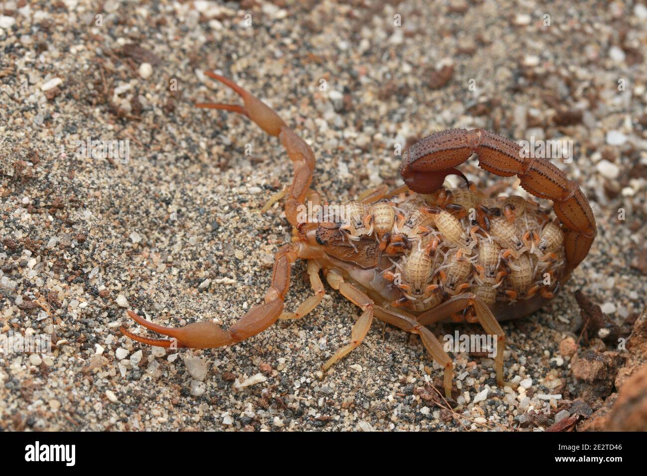 Alligator Back Scorpion, Hottentotta hottentotta with babies Stock ...