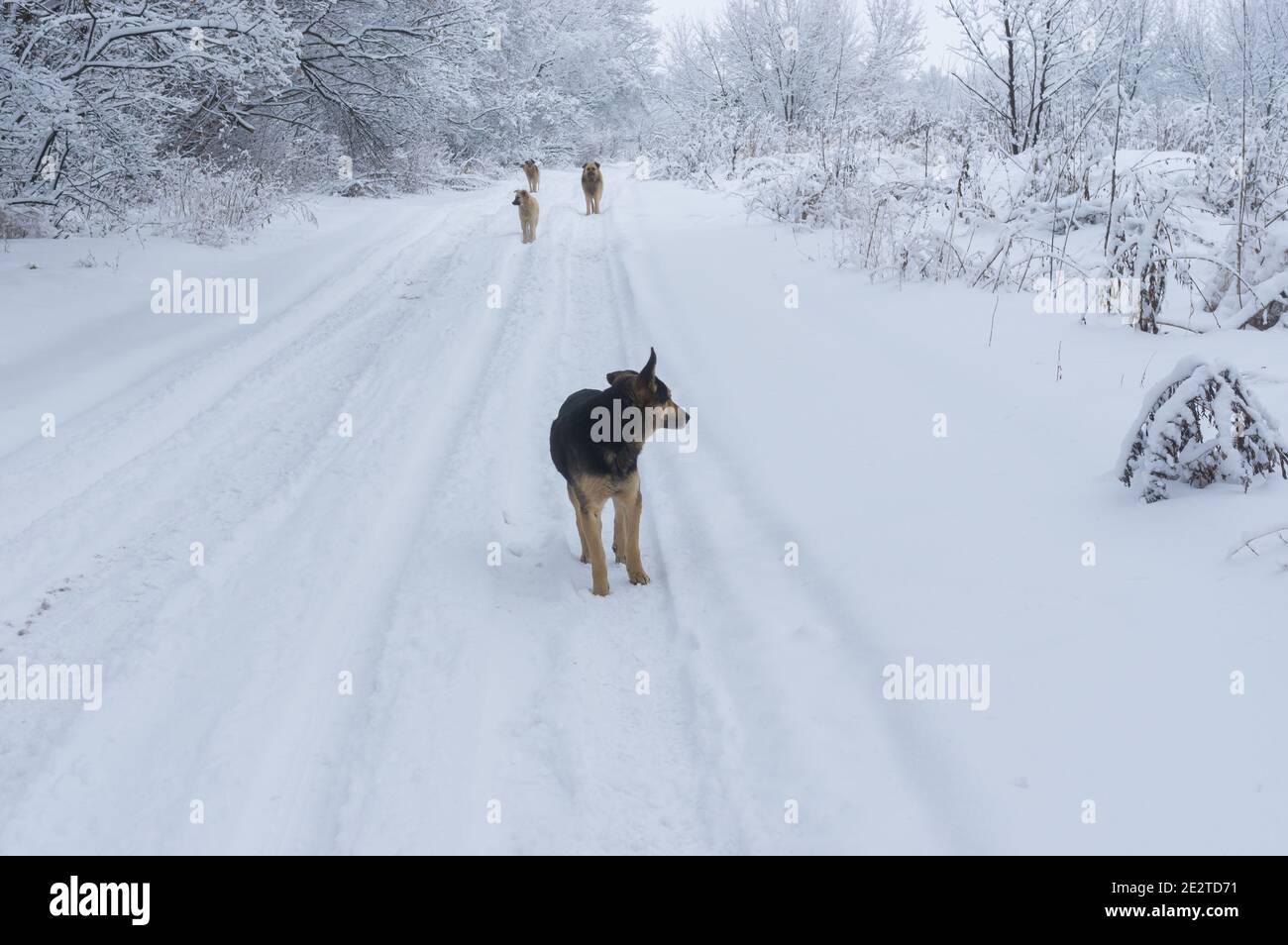 Winter landscape with gang of hungry stray dogs running on country snow ...