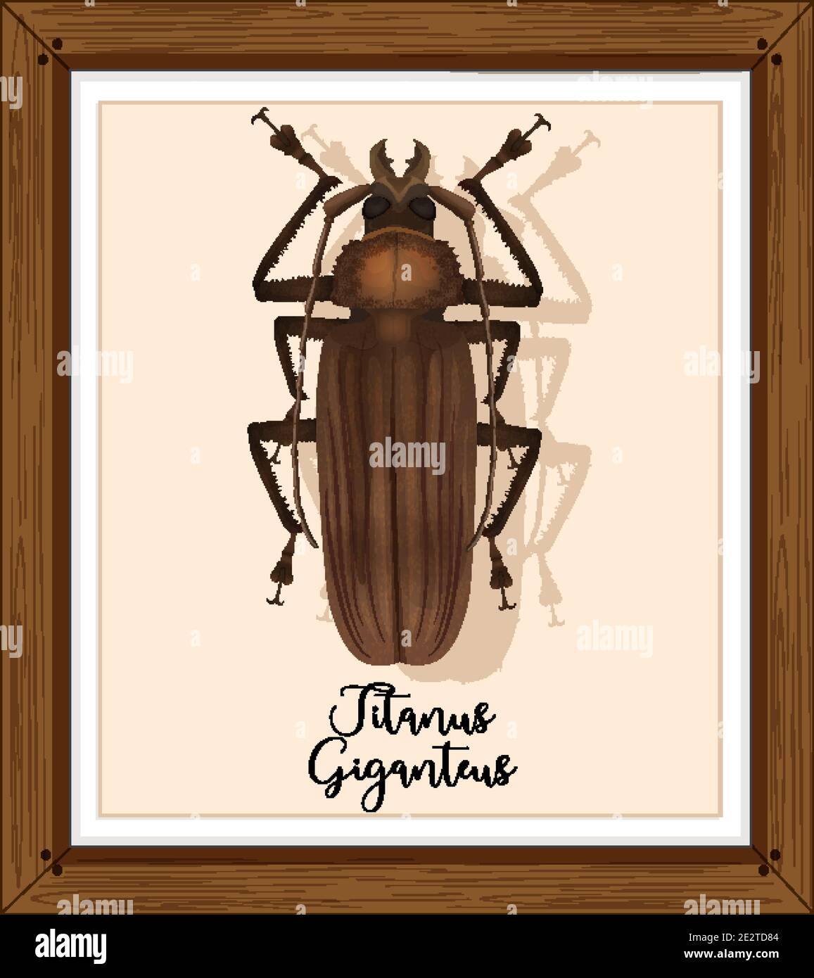 Titanus giganteus on wooden frame illustration Stock Vector Image & Art ...