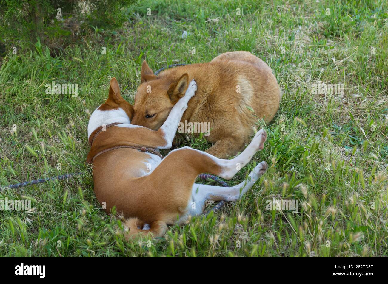 Basenji cross hi-res stock photography and images - Alamy