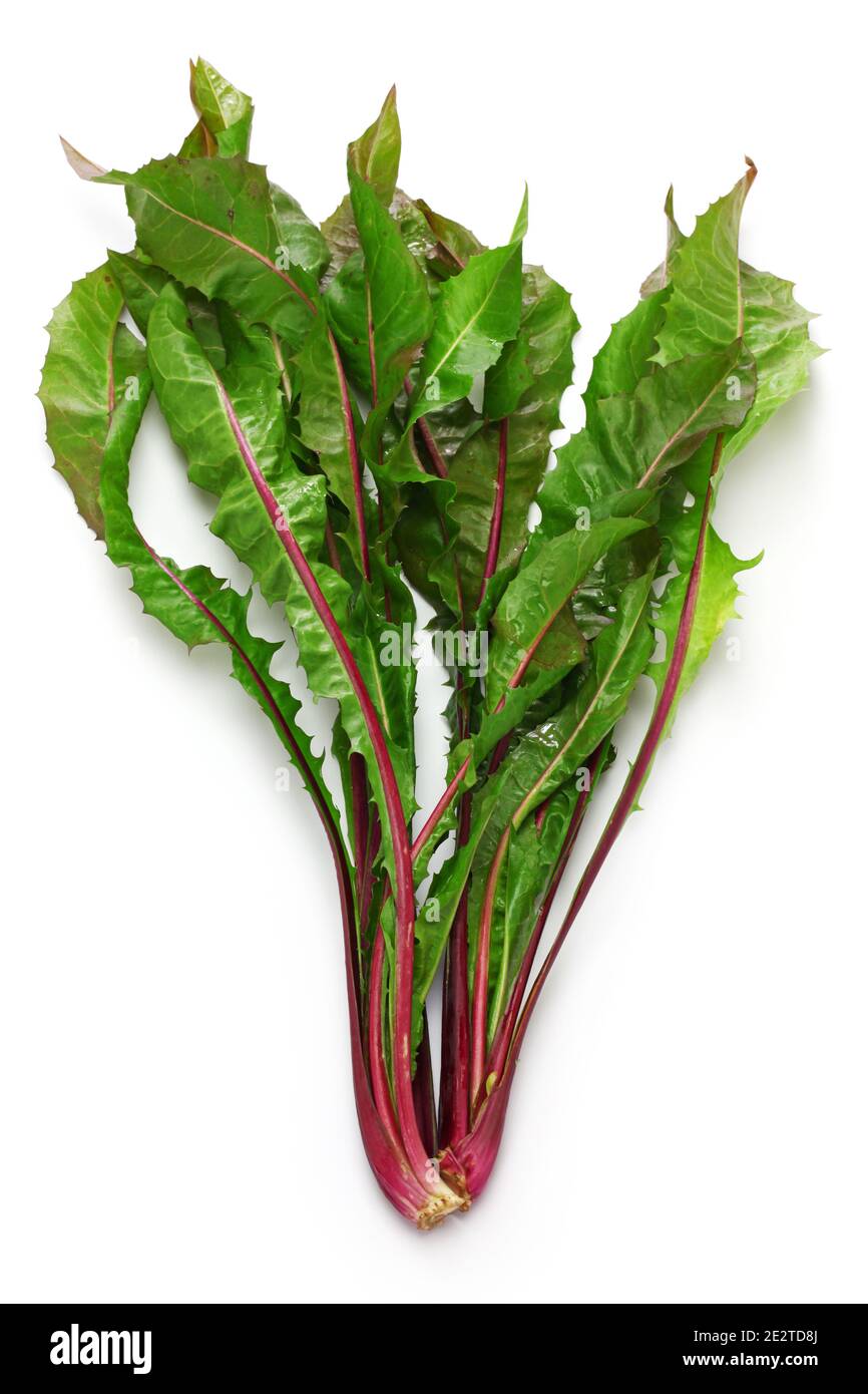 red dandelion, italiko rosse, italian leaf chicory Stock Photo - Alamy