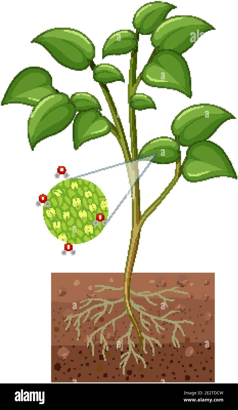 Diagram showing stomata and guard cell of plant isolated on white ...