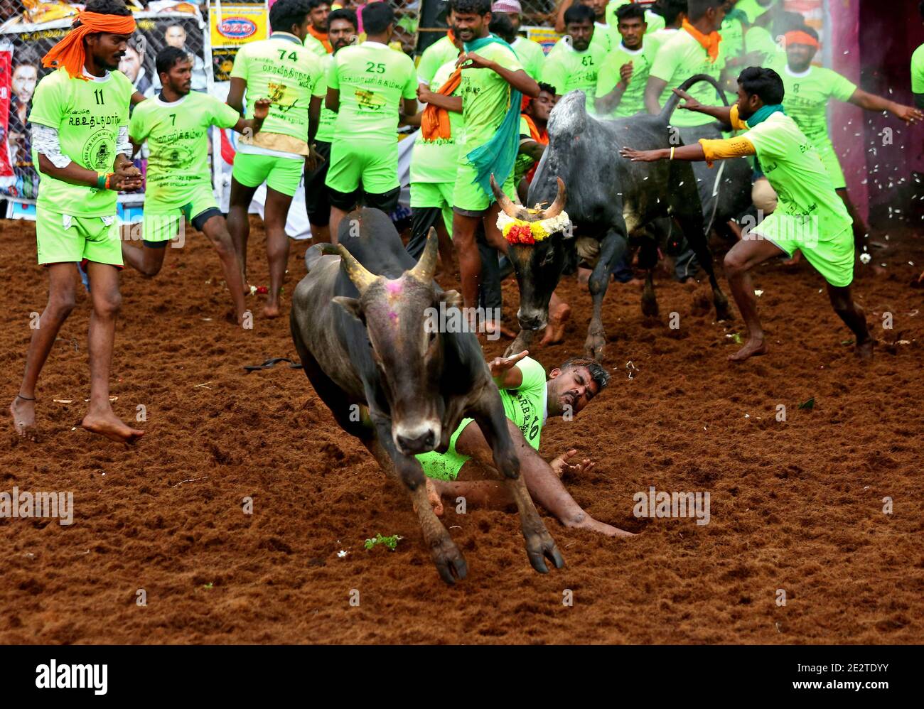 Jallikattu bulls hi-res stock photography and images - Alamy