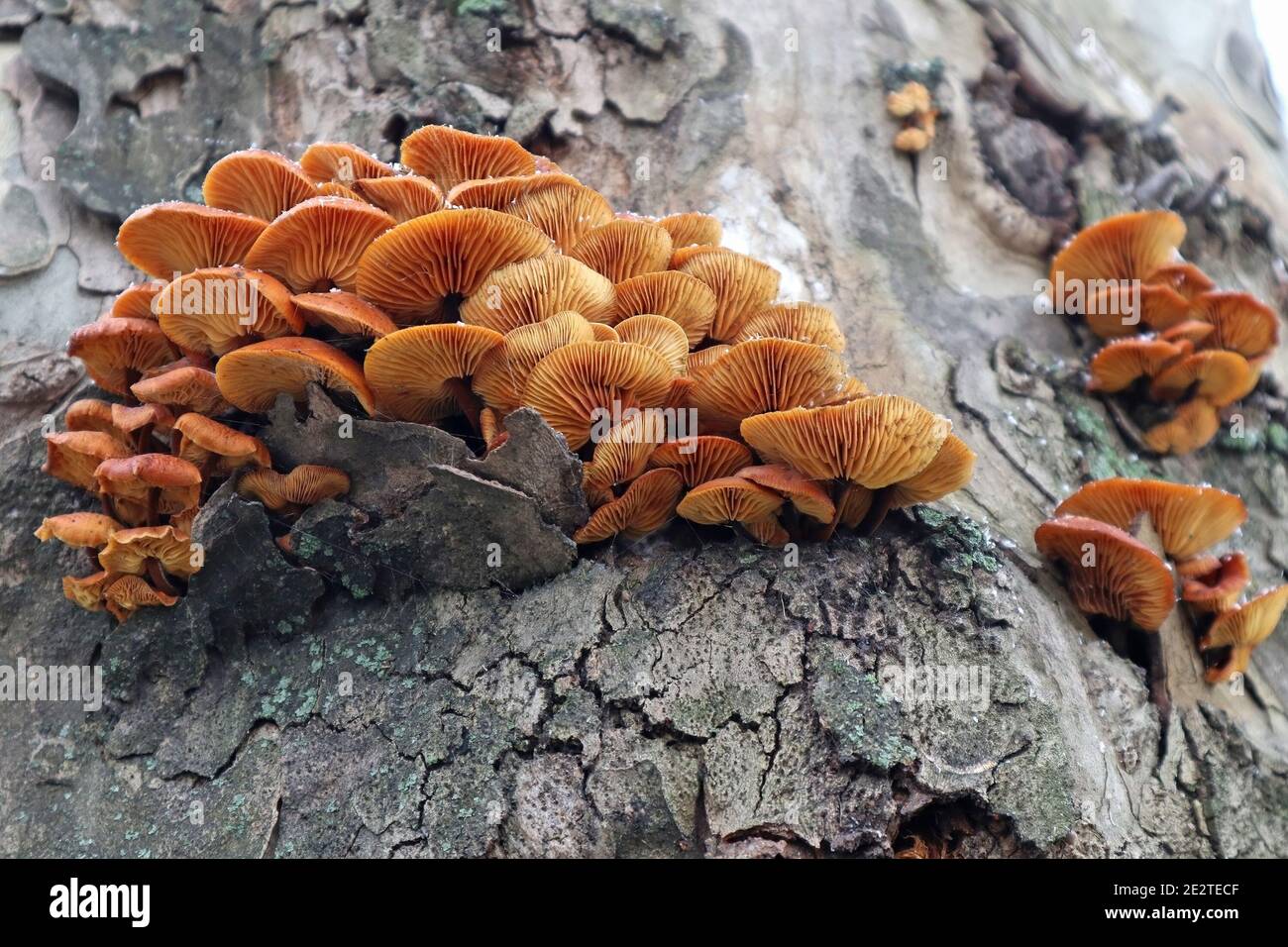 Mosrooms on the tree trunk Stock Photo - Alamy