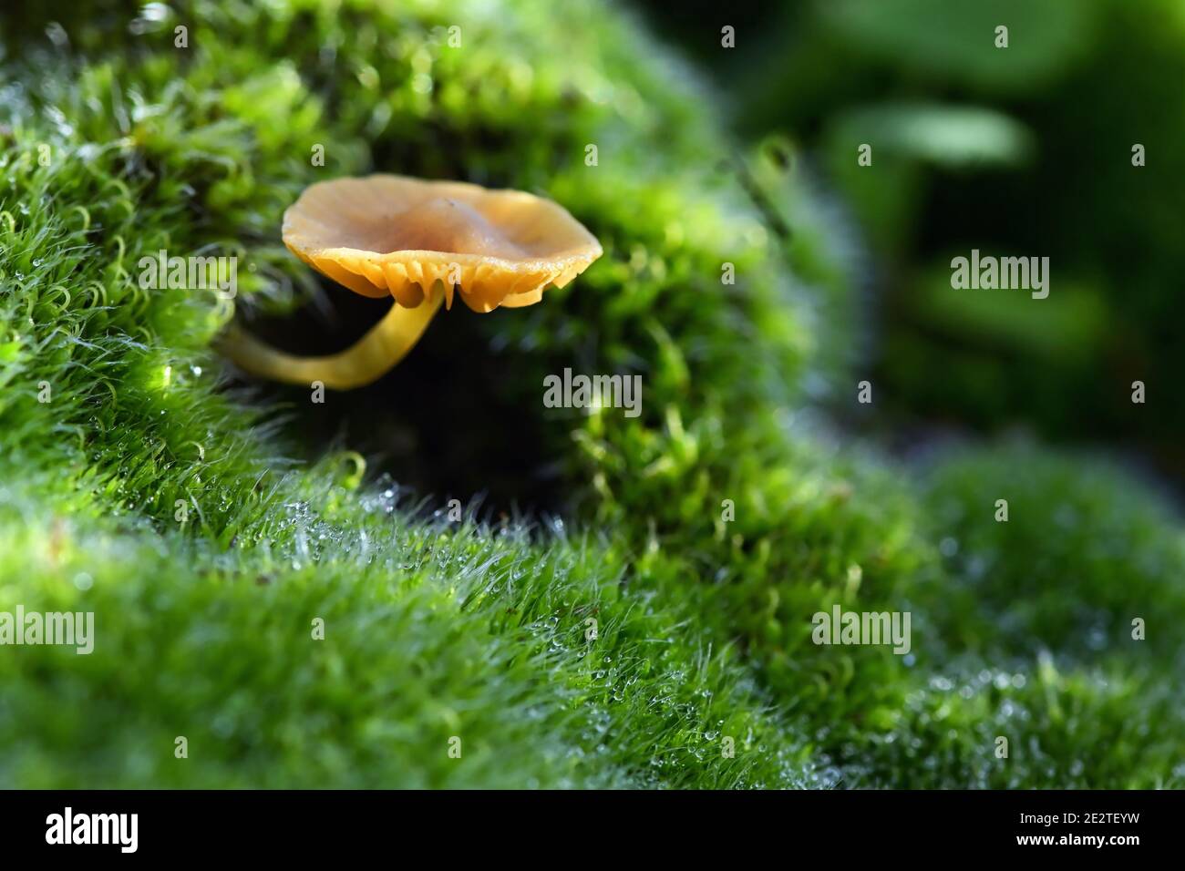 Clitocybe clavipes mushroom In Macin Mountain in Romania Stock Photo ...