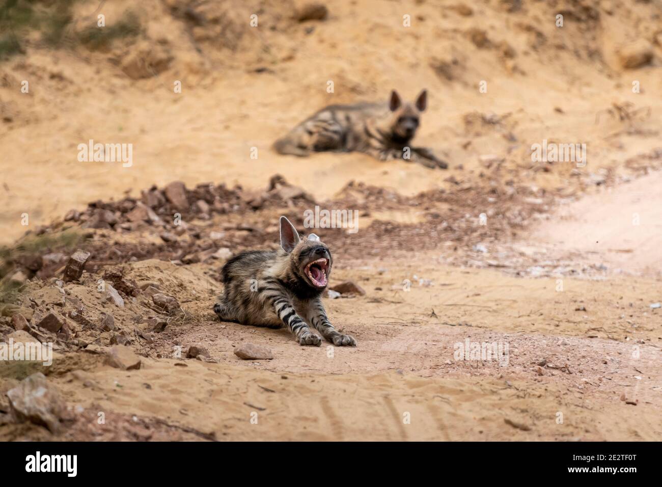 Striped hyena yawning on a forest track with a road block during jungle ...