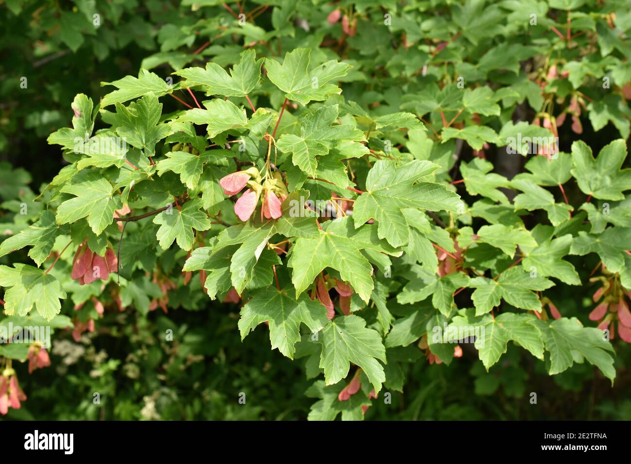 The invasive sycamore maple Acer pseudoplatanus with red seed and green ...