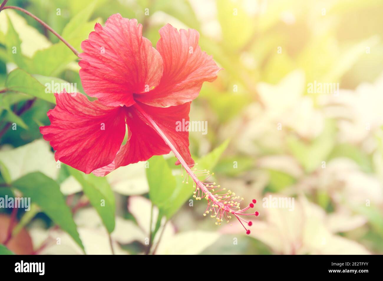 Red Hibiscus Flower in the Garden with Retro Filter Effect Stock Photo ...