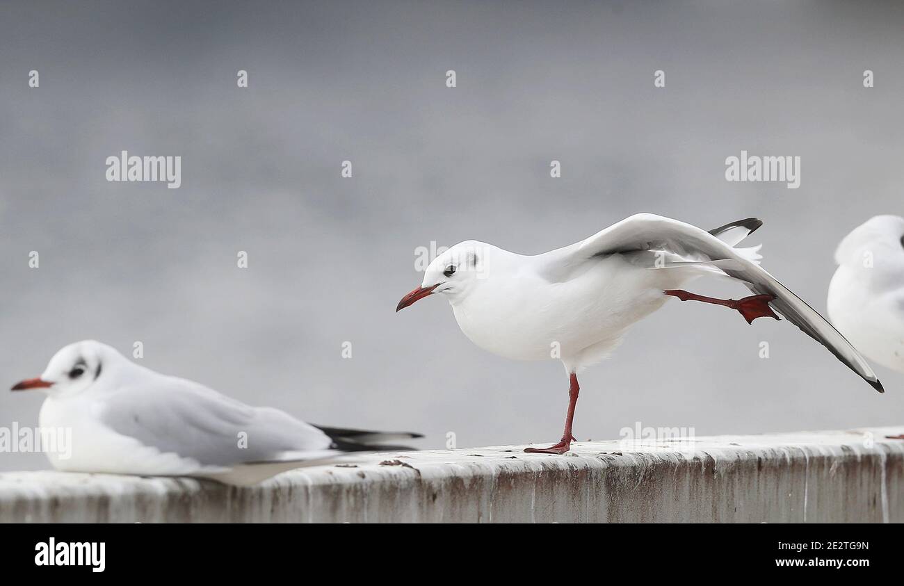 A gull stretches as it stands on a slipway on the river Liffey in ...