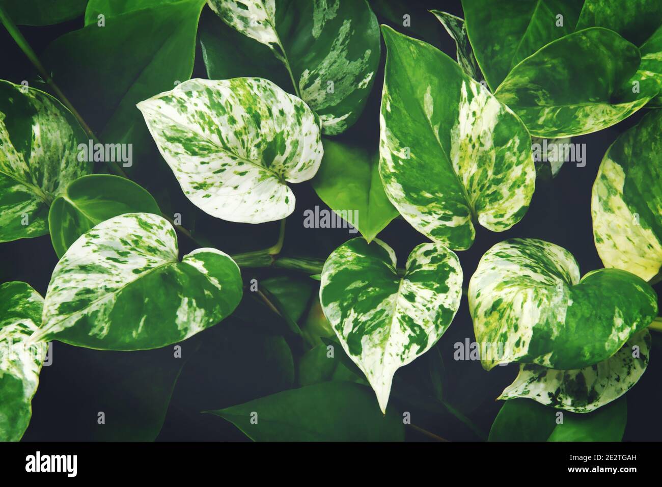 Variegated Leaves of Devil's Ivy Plant in Dark Tone Color Stock Photo ...