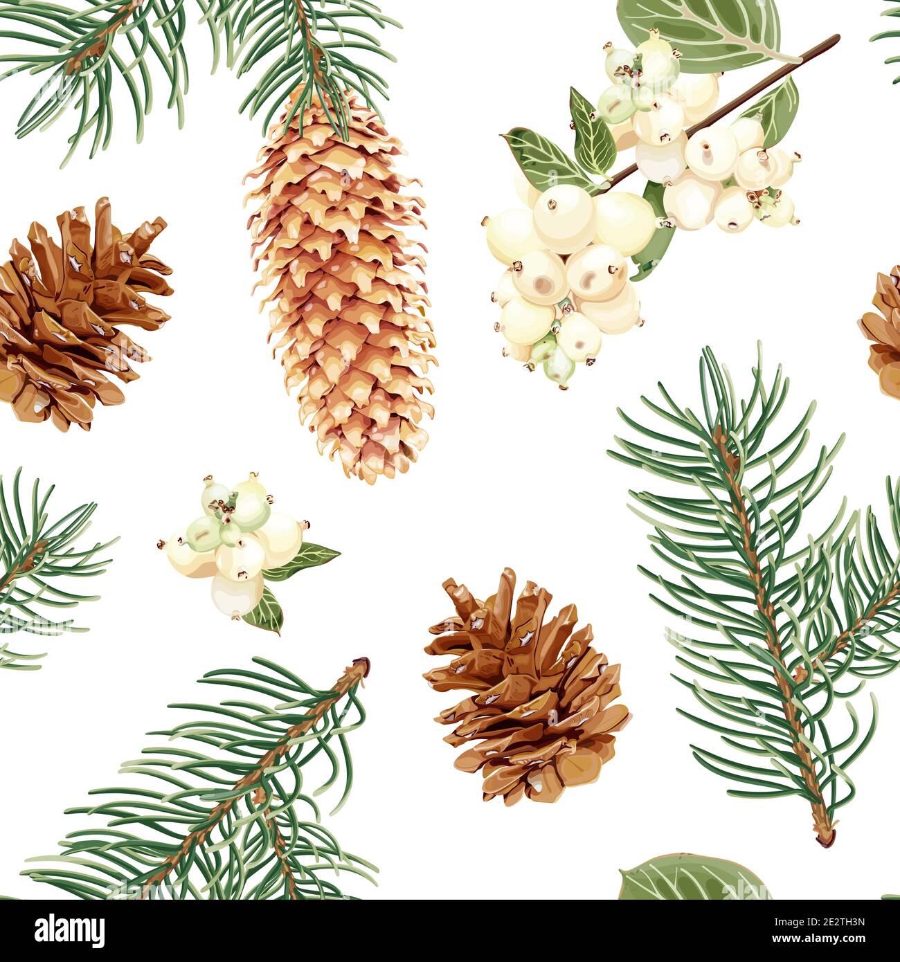 Botanical spruce cones Stock Vector Images - Alamy