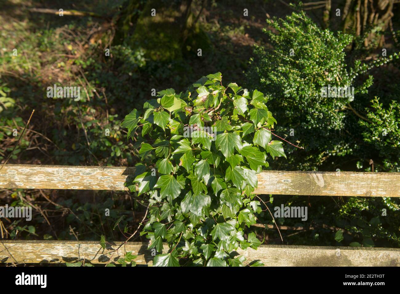 Ivy climbing at a tree stem hi-res stock photography and images - Alamy