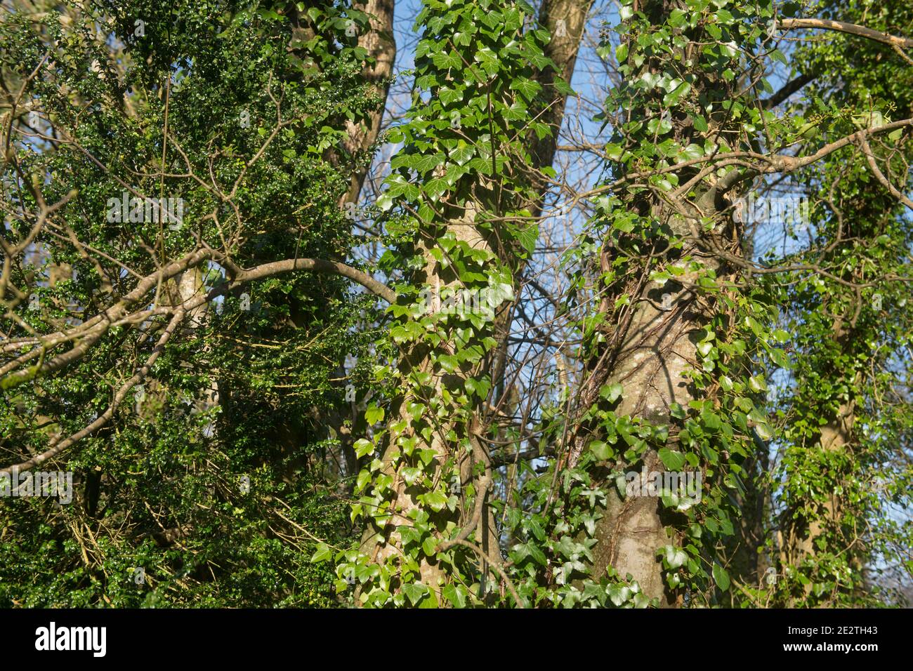 Bright Winter Sunlight on Wild Ivy (Hedera helix) Growing up the Trunk ...