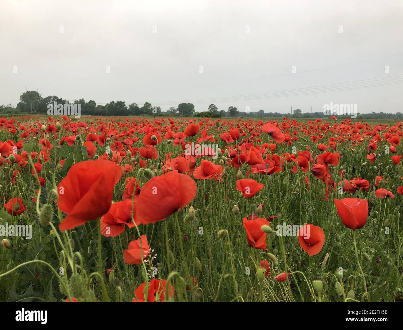 Beautiful poppy field captured during the daytime Stock Photo - Alamy