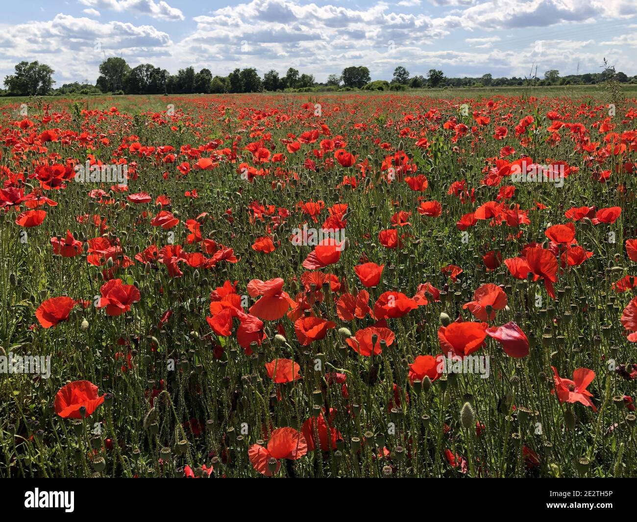 Beautiful poppy field captured during the daytime Stock Photo - Alamy