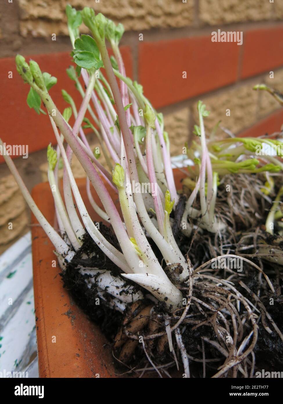 Spring-time planting in the green; close-up of a tray of ranunculus ...