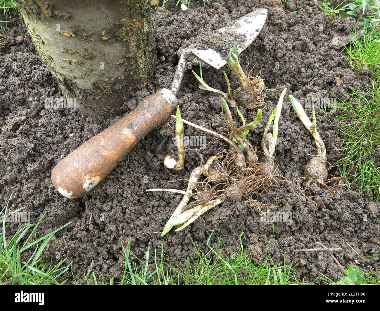 Planting snowdrops in the green in early spring; a trowel alongside ...