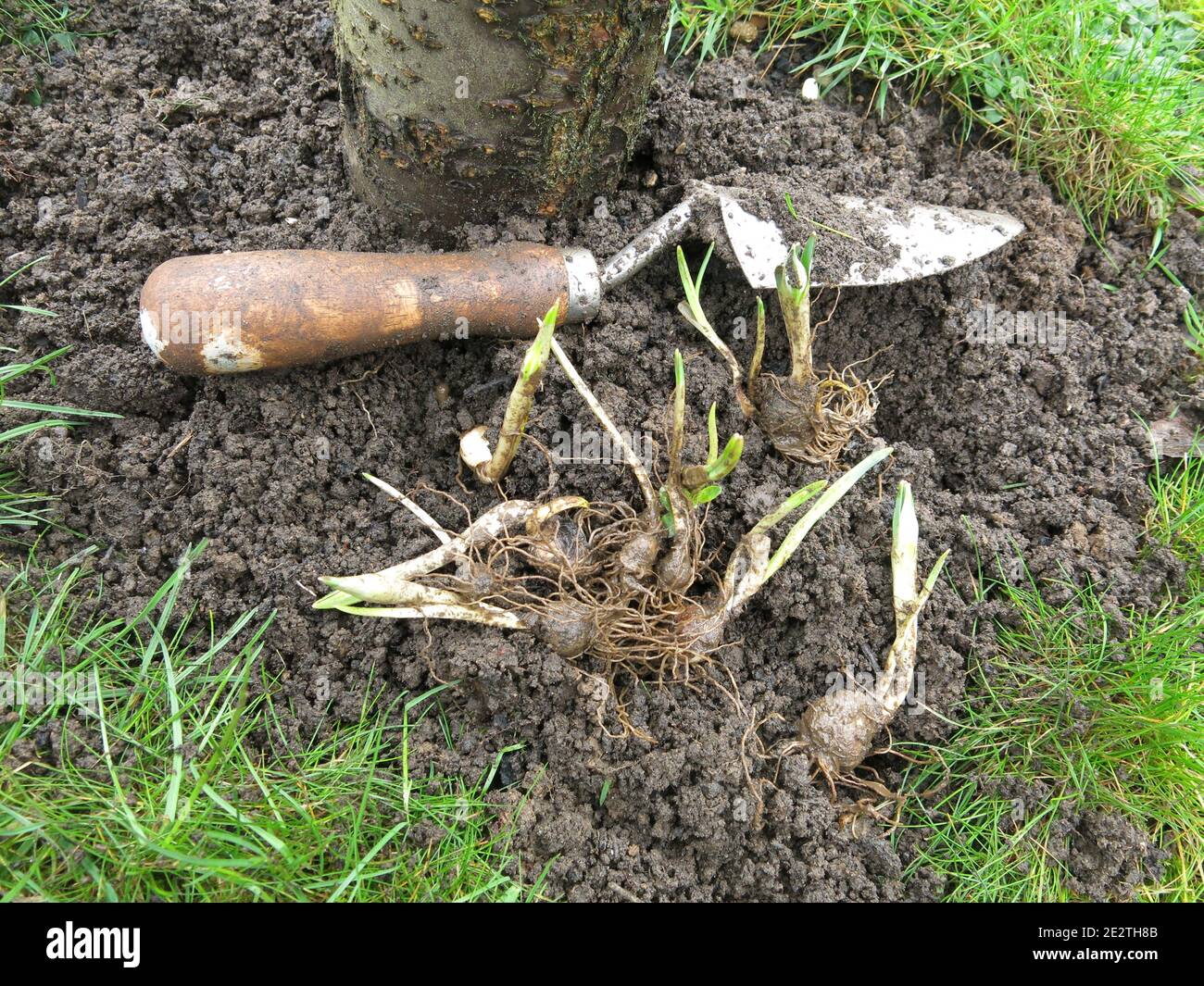 Planting snowdrops in the green in early spring; a trowel alongside ...