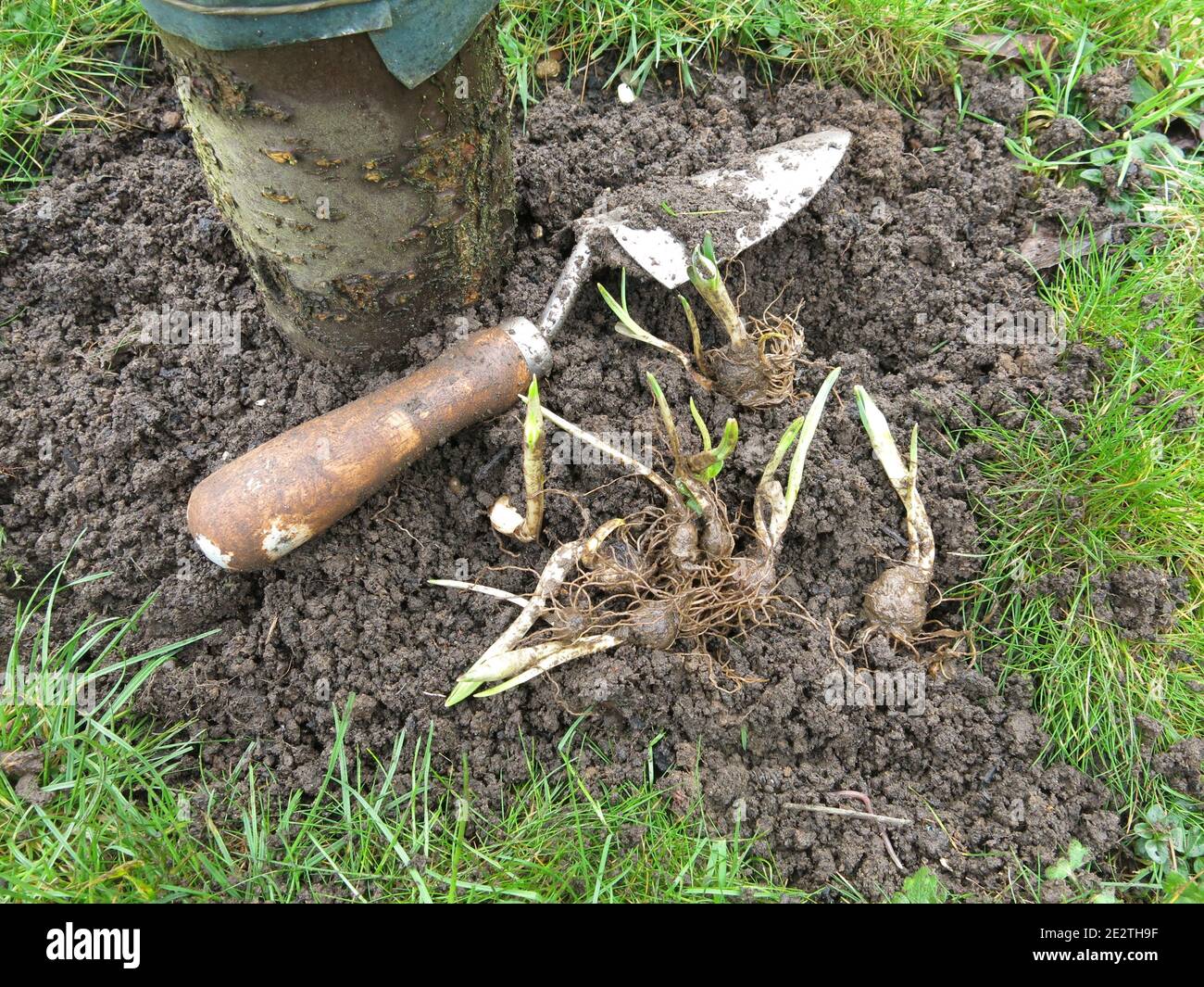 Planting snowdrops in the green in early spring; a trowel alongside ...
