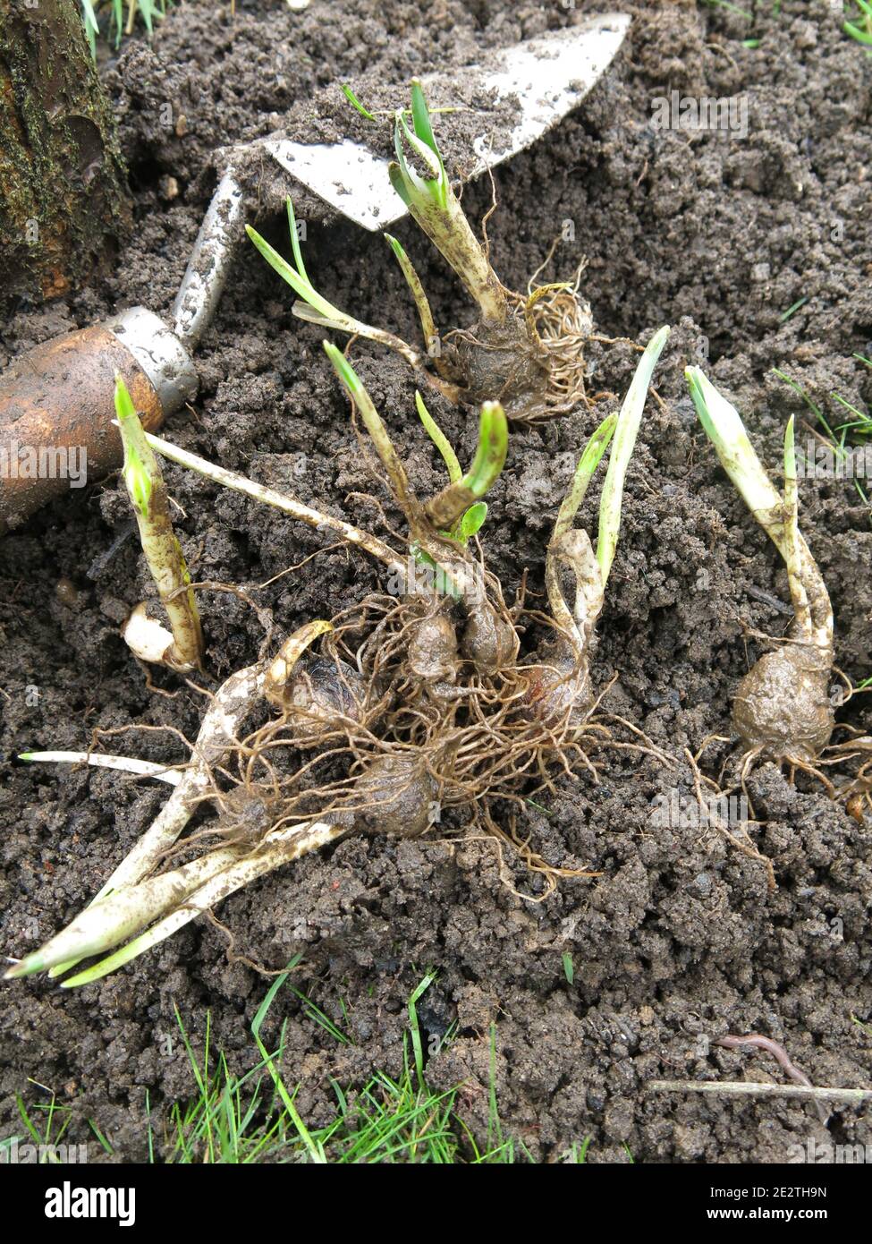Planting snowdrops in the green in early spring; a trowel alongside ...