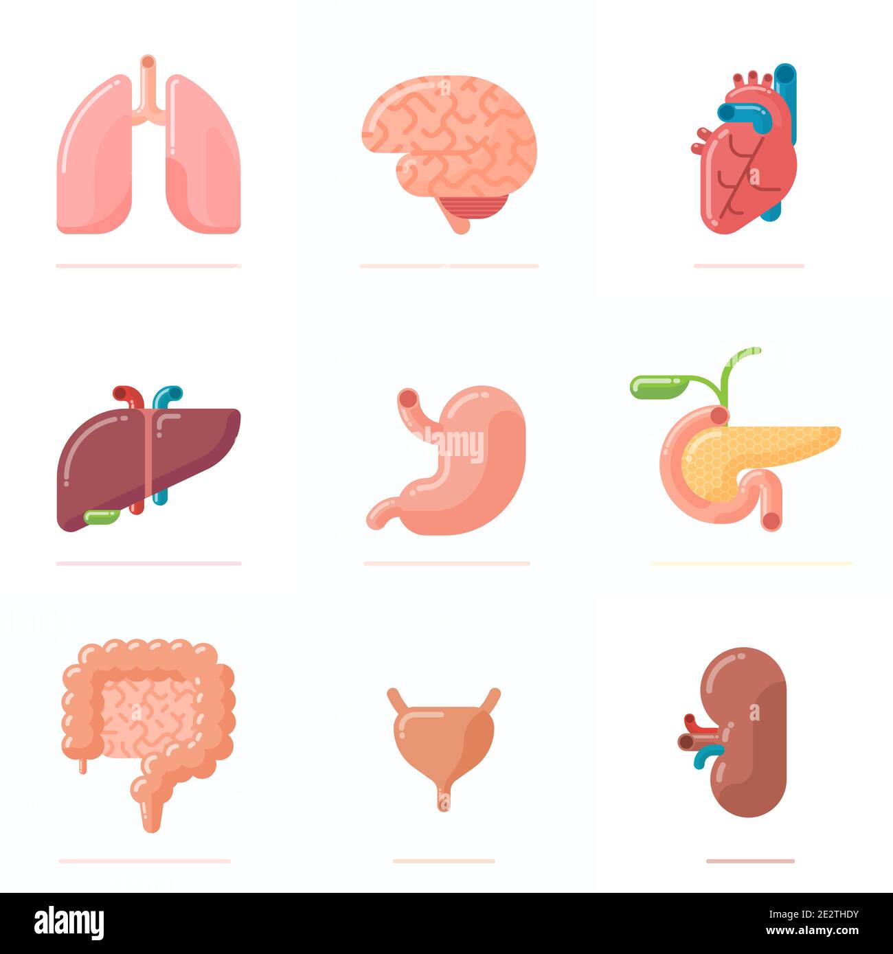 Flat design illustration of human organs - brain, heart, lungs, liver ...