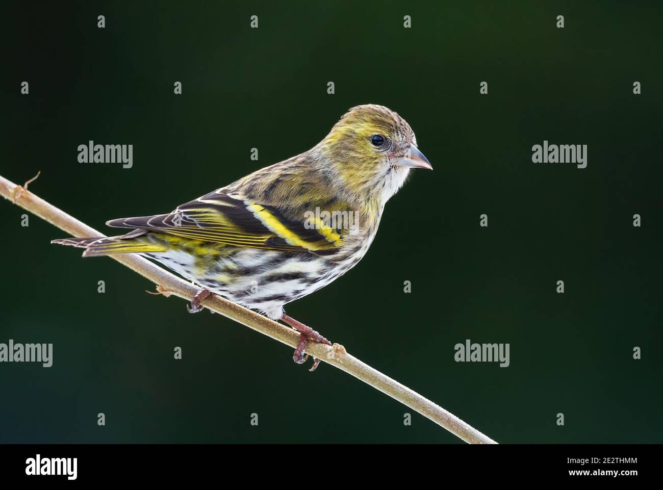 Eurasian Siskin - Carduelis spinus, beautiful perching bird from ...