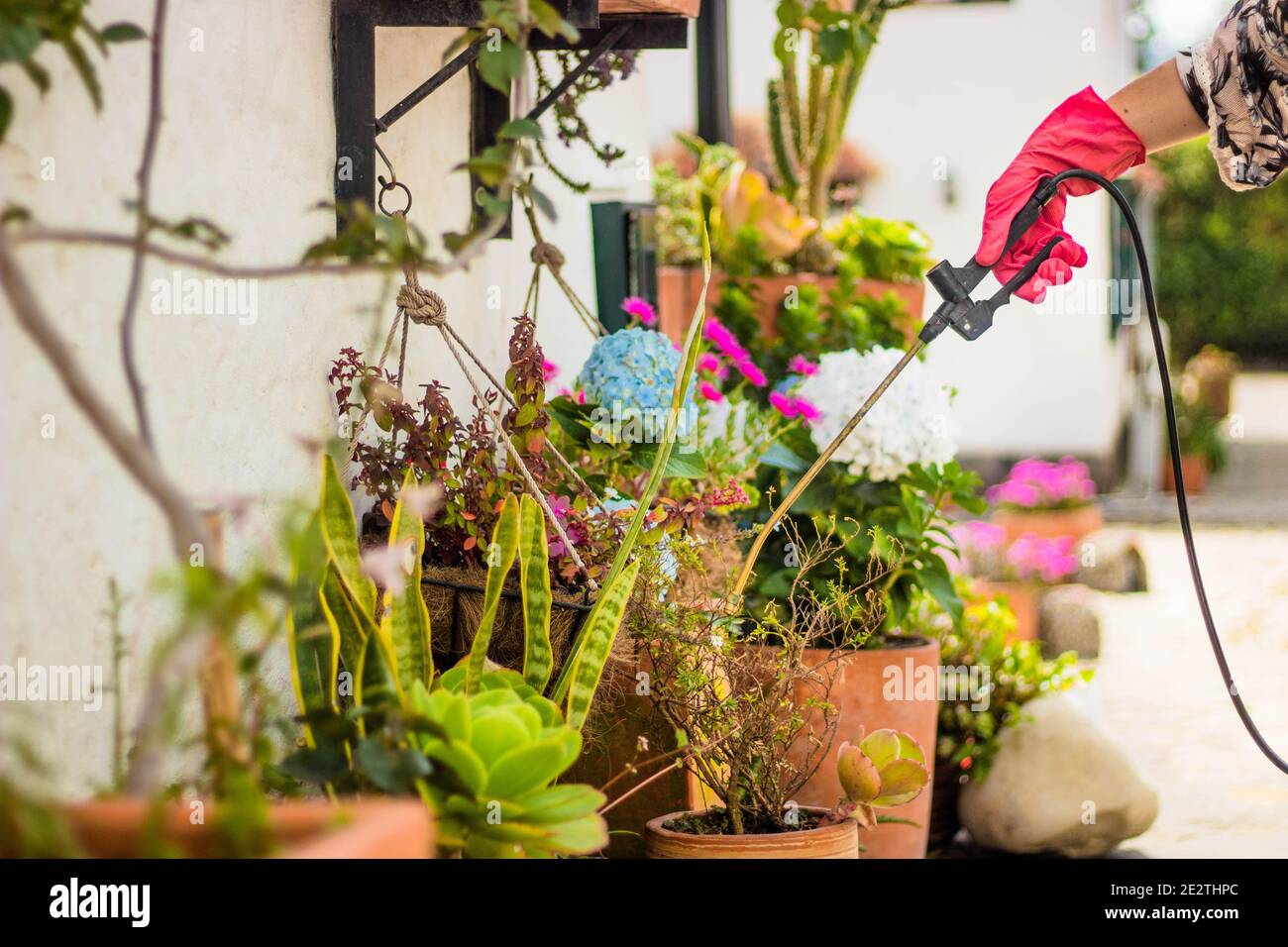 Closeup of a female grooming the flowers of her garden Stock Photo - Alamy