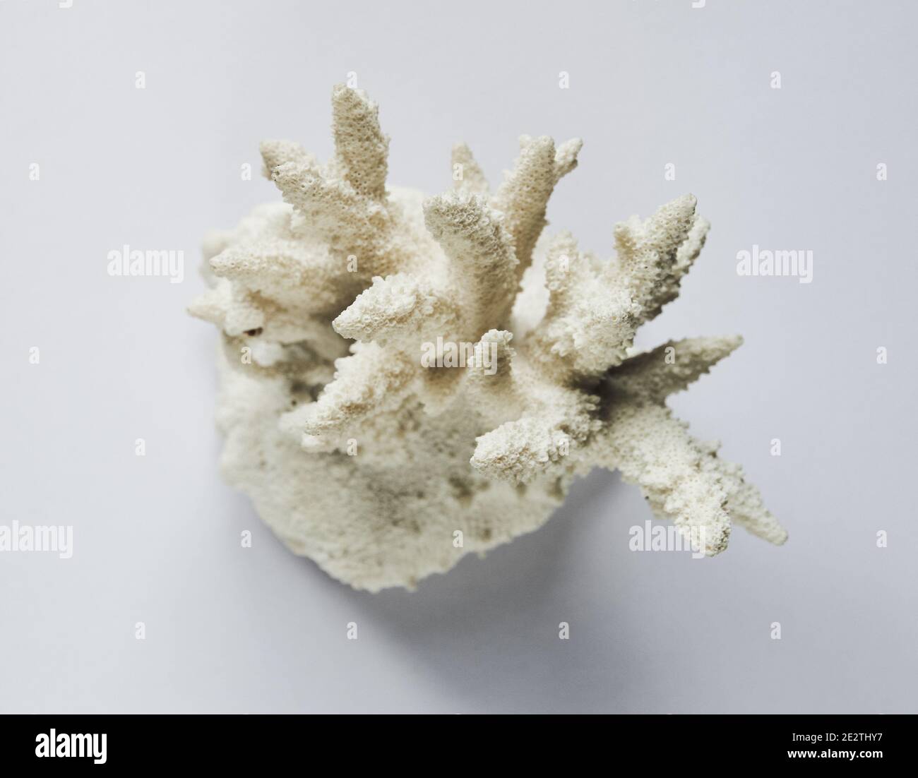 Dry coral branch isolated on white background Stock Photo - Alamy