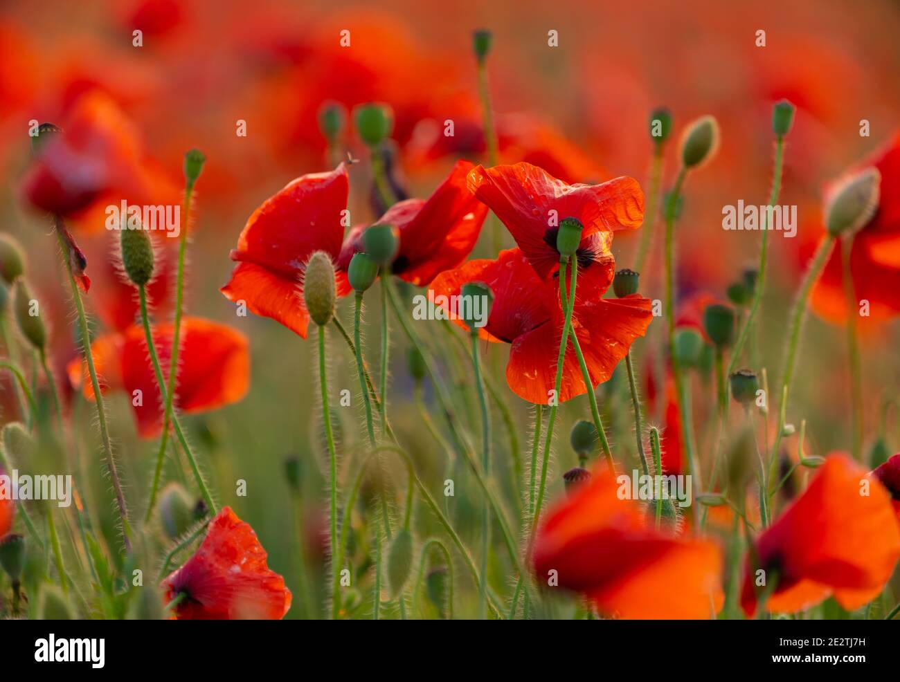 Poppy flowers field close-up and macro. Agriculture and natural ...