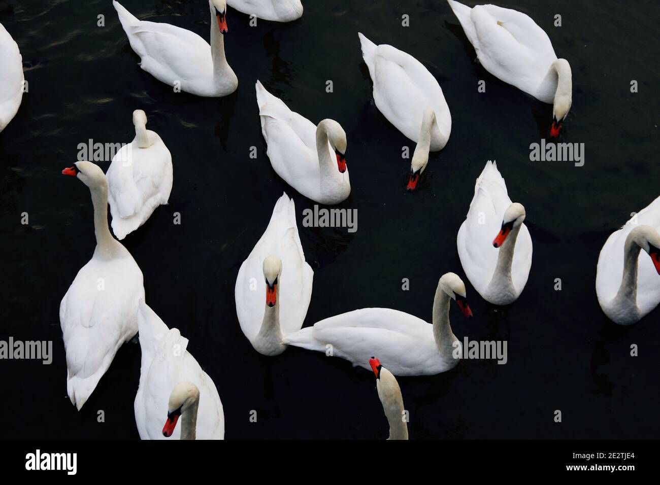 Baltic swans hi-res stock photography and images - Alamy