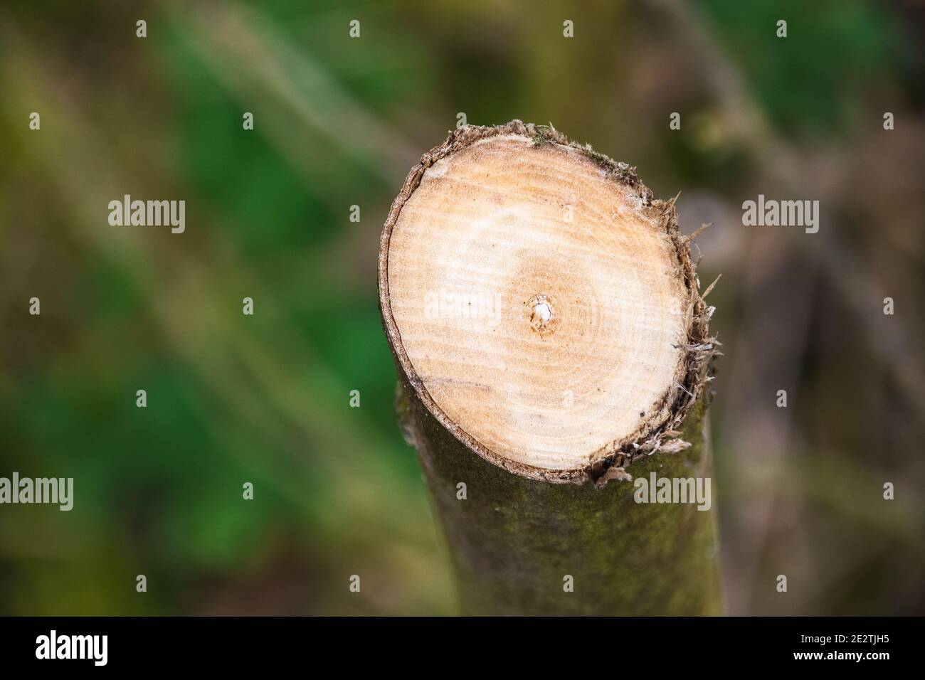 Cross section of a stem hi-res stock photography and images - Alamy