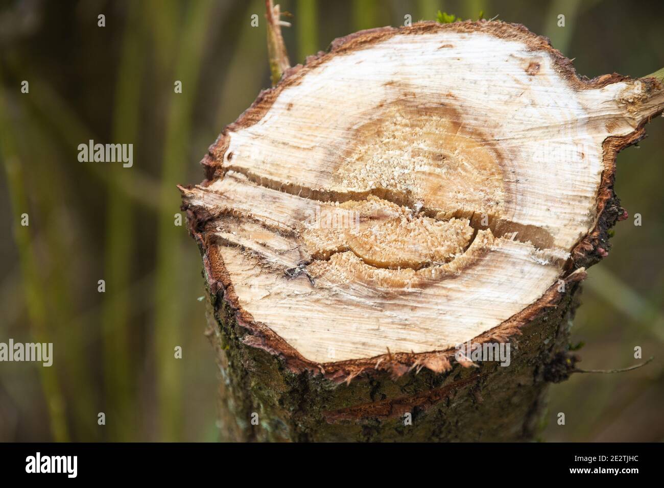 Cross section of a stem hi-res stock photography and images - Alamy