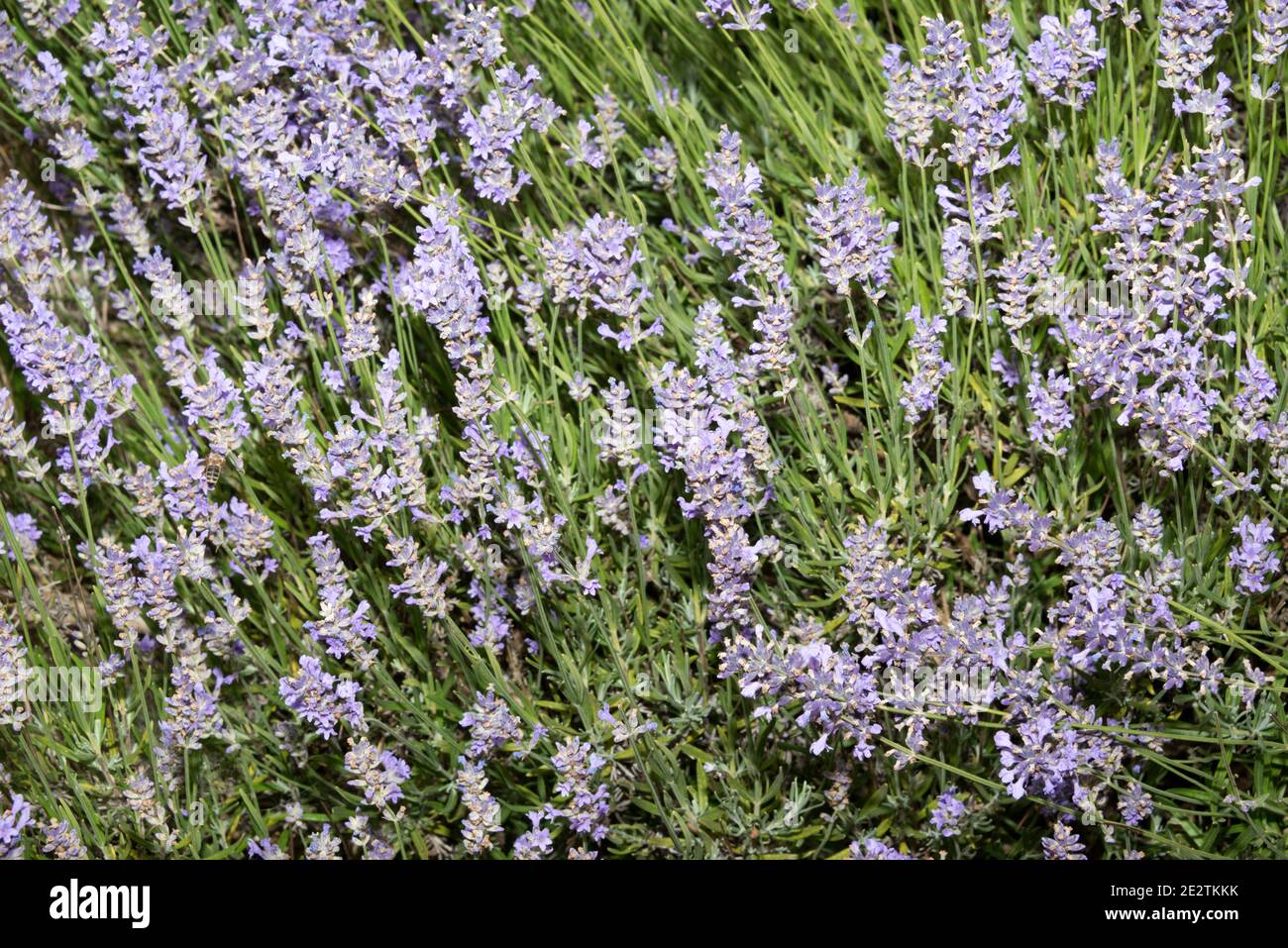 English Lavender (Lavandula angustifolia Stock Photo - Alamy