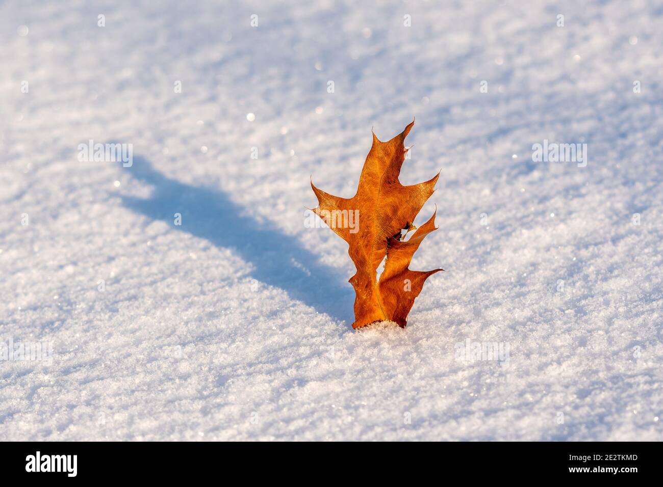 Red maple leaf on a white snow in winter season. Autumn maple leaf in ...