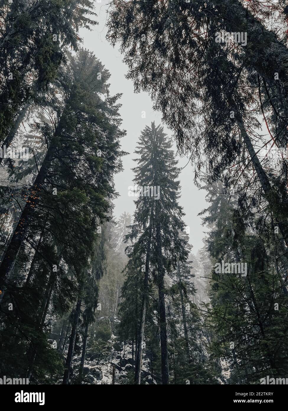 Verlow angle shot of tall trees in a forest captured on a cold day ...