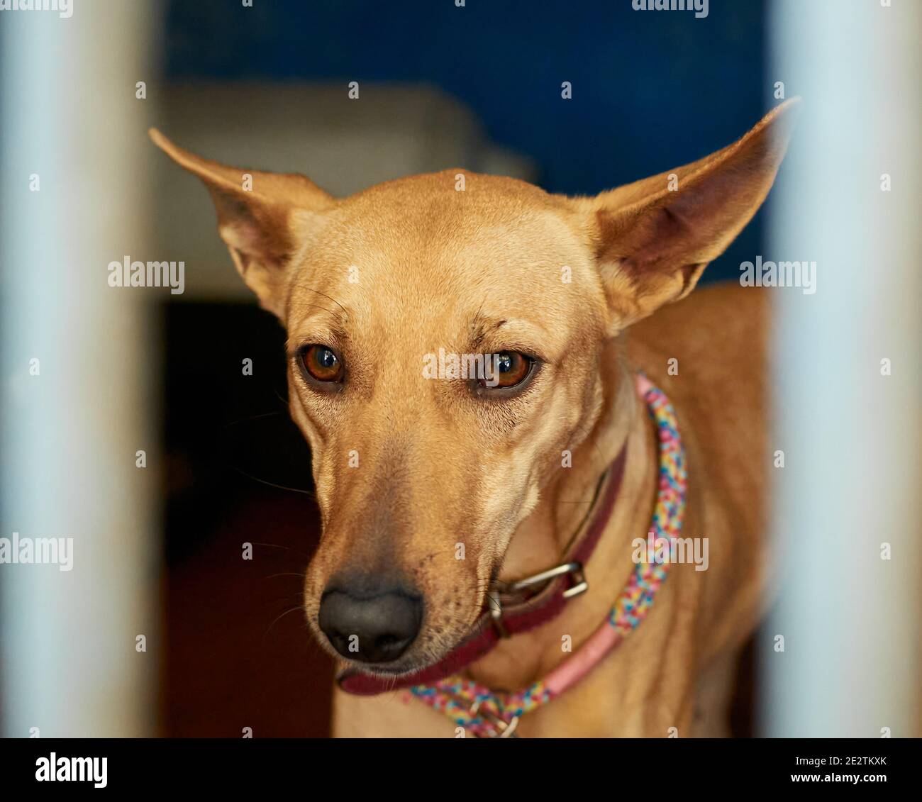 Portrait of a cute brown half-breed dog Stock Photo - Alamy