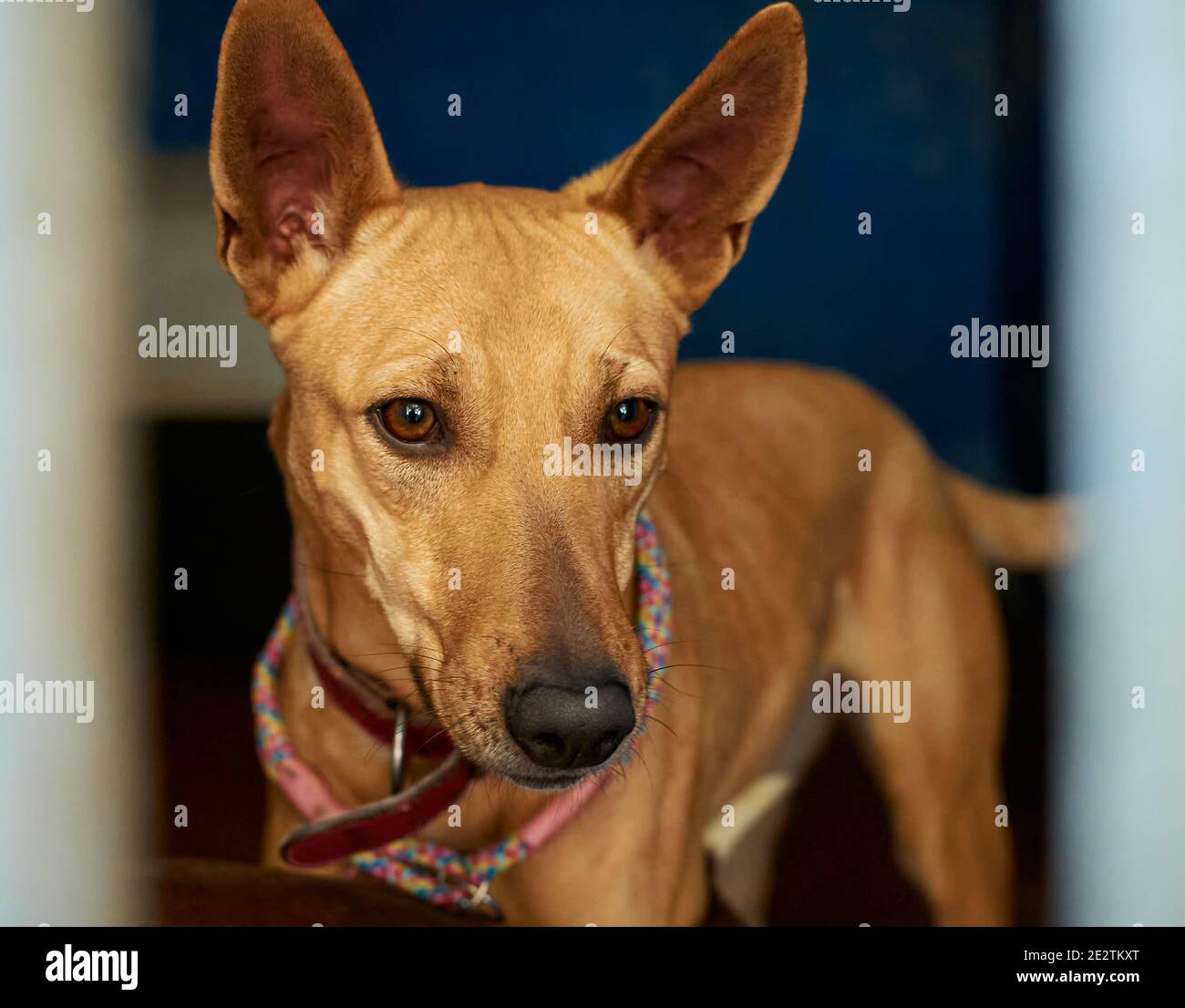 Half a dog hi-res stock photography and images - Alamy