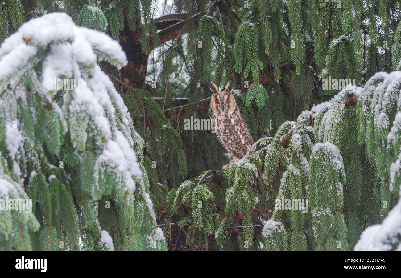 Long-eared owl (Asio otus) siting in snowy fir tree, in cold winter day ...