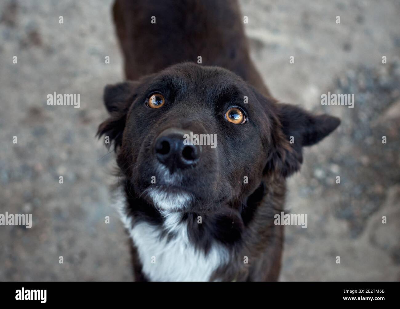 Half breeds hi-res stock photography and images - Alamy