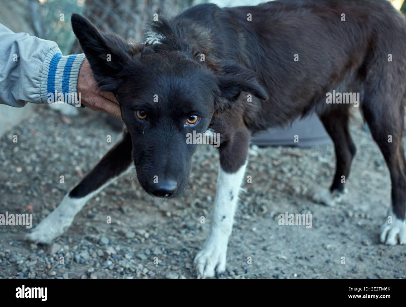 Half breeds hi-res stock photography and images - Alamy